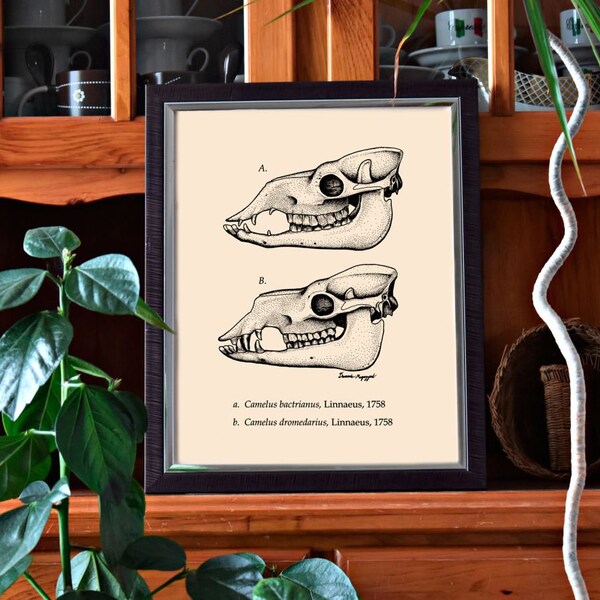 Skull Diagram - Etsy