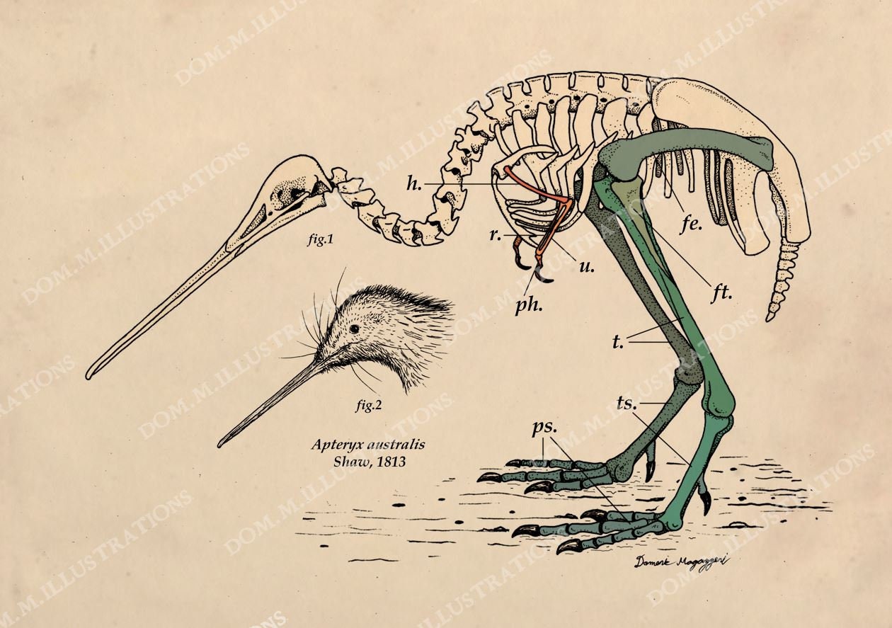Kiwi Skeletal Illustration Diagram digital Download, Ink Drawing by ...