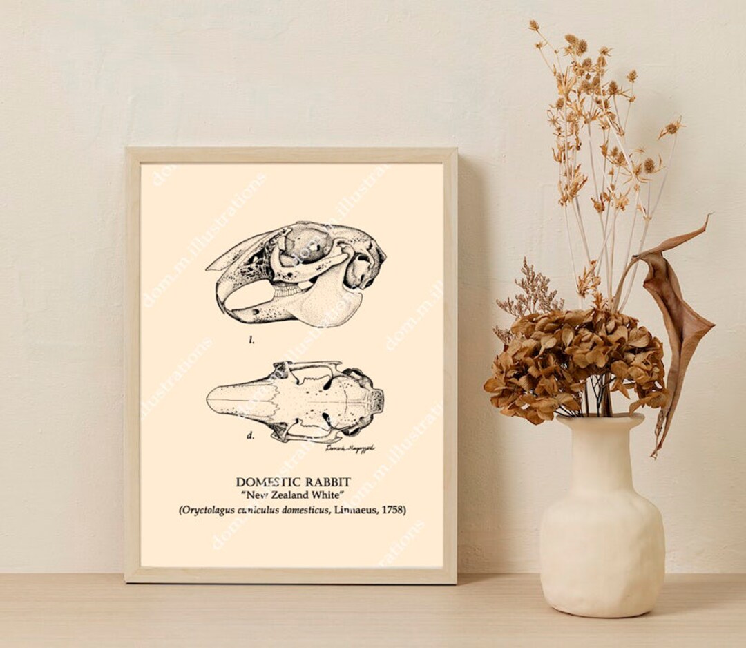 Domestic Rabbit Skull digital Download, Ink Illustration, New Zealand ...