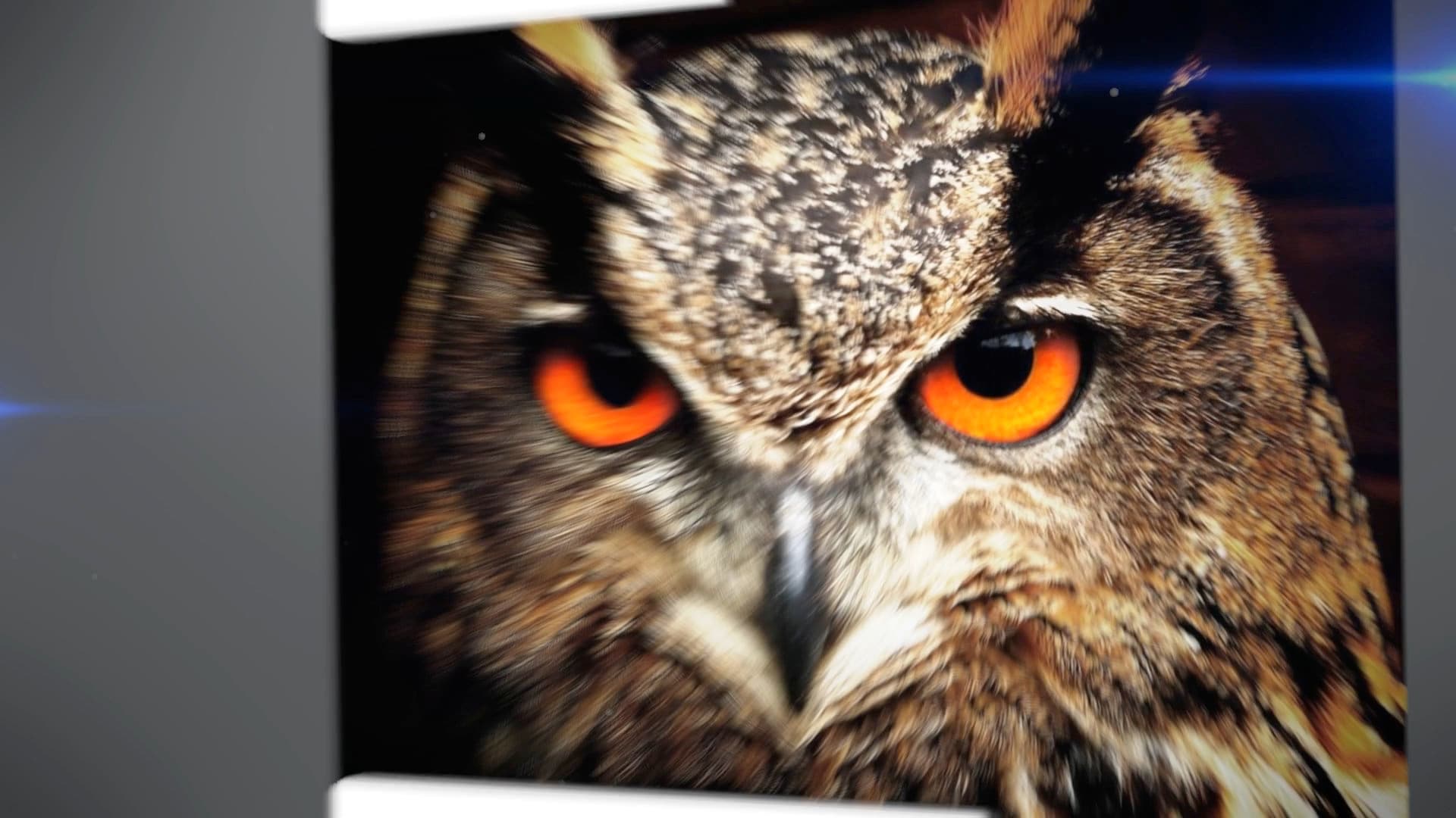 Photo Album Flipping With Your Photos - Logo Animation - Impress Your ...