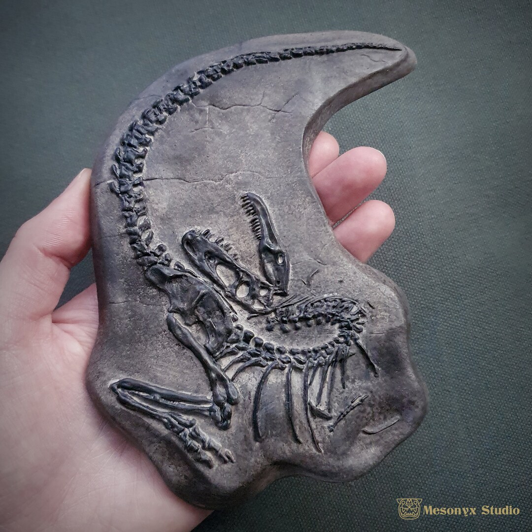 Small Tyrannosaurus Rex Gorgosaurus T-rex Fossil Replica - Etsy