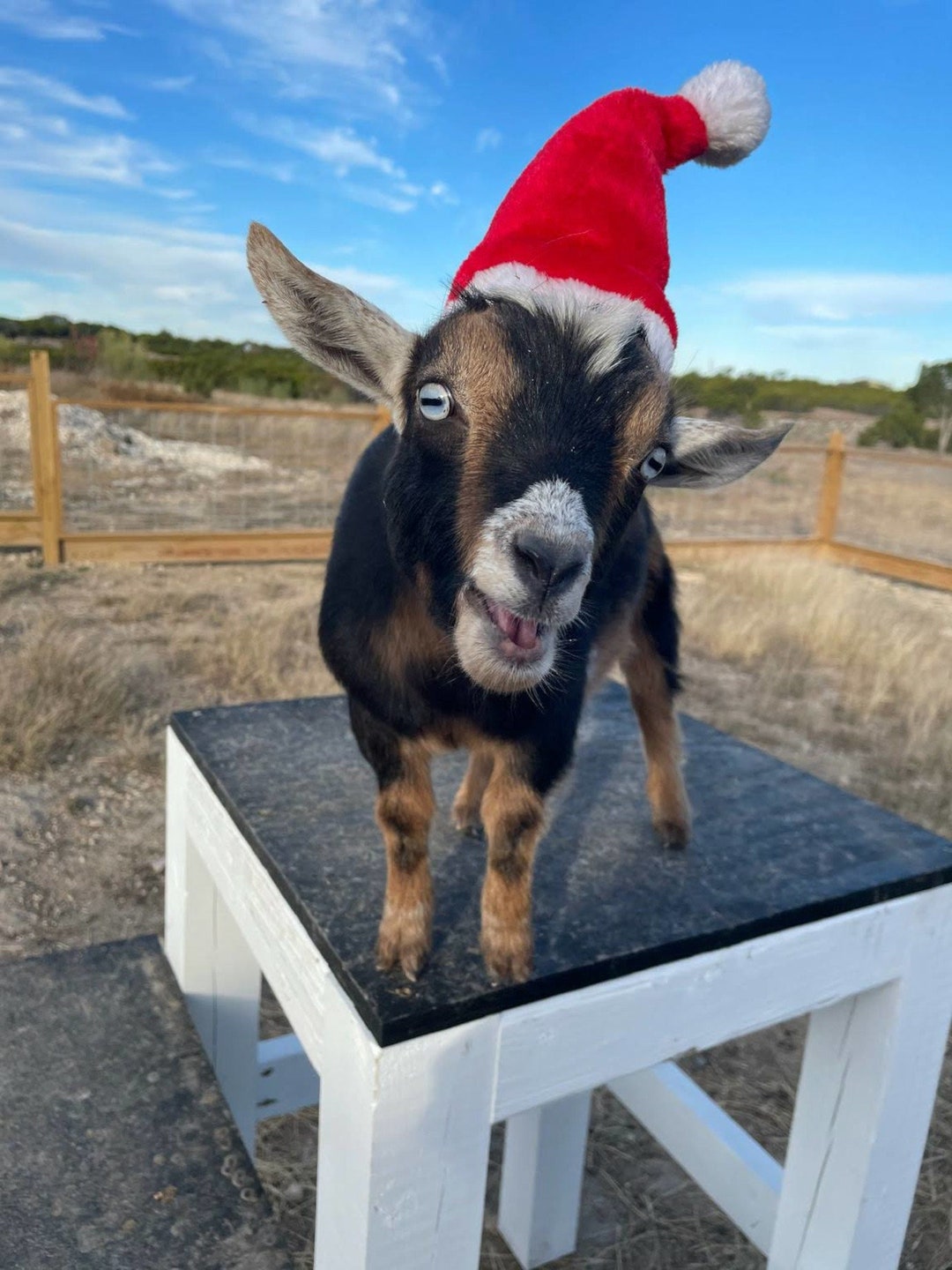 Billy the Santa Goat! - Etsy
