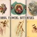 Vintage Spring Illustrations From 1800s Birds Flowers Butterflies 2 ...