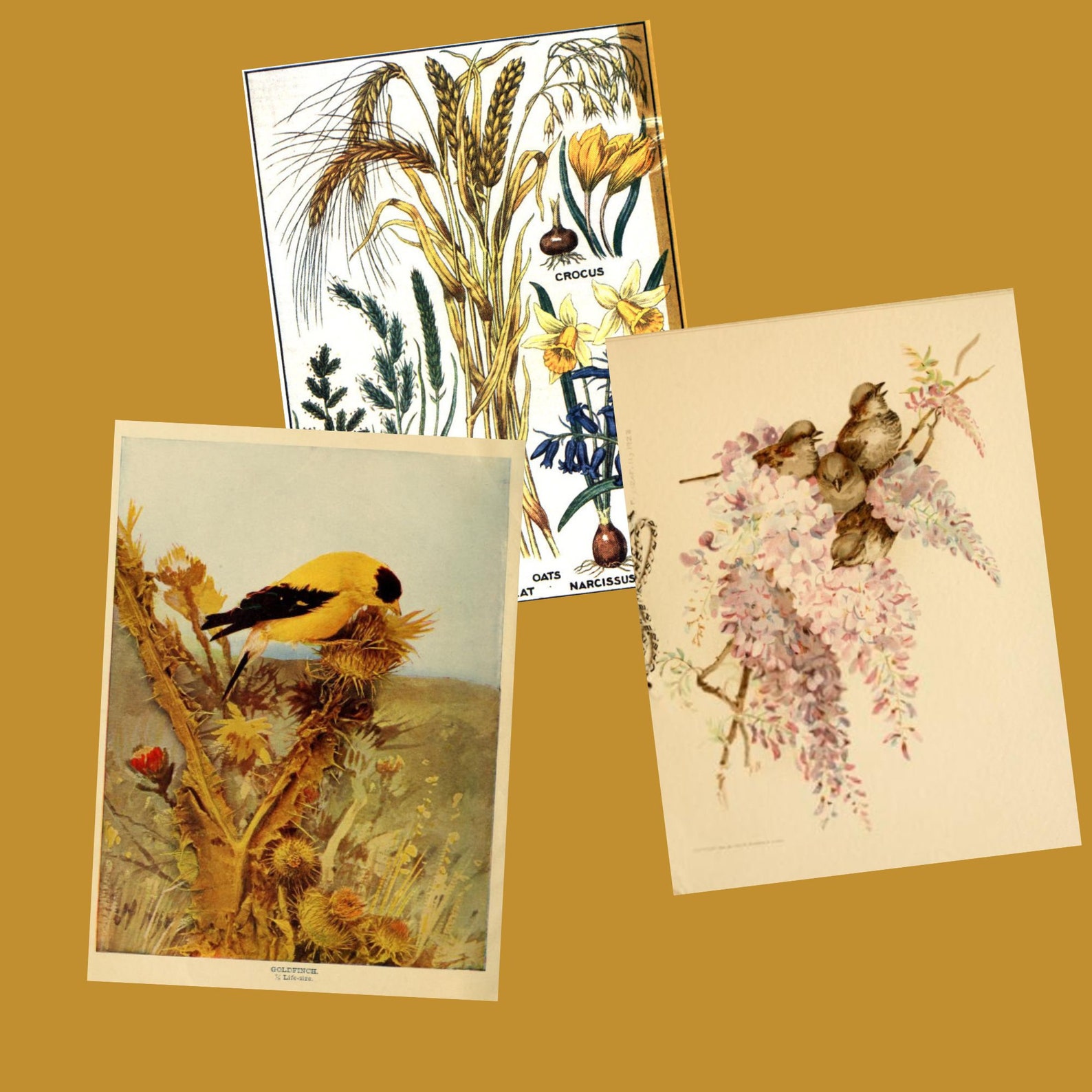 Vintage Spring Illustrations From 1800s Birds Flowers Butterflies 2 ...