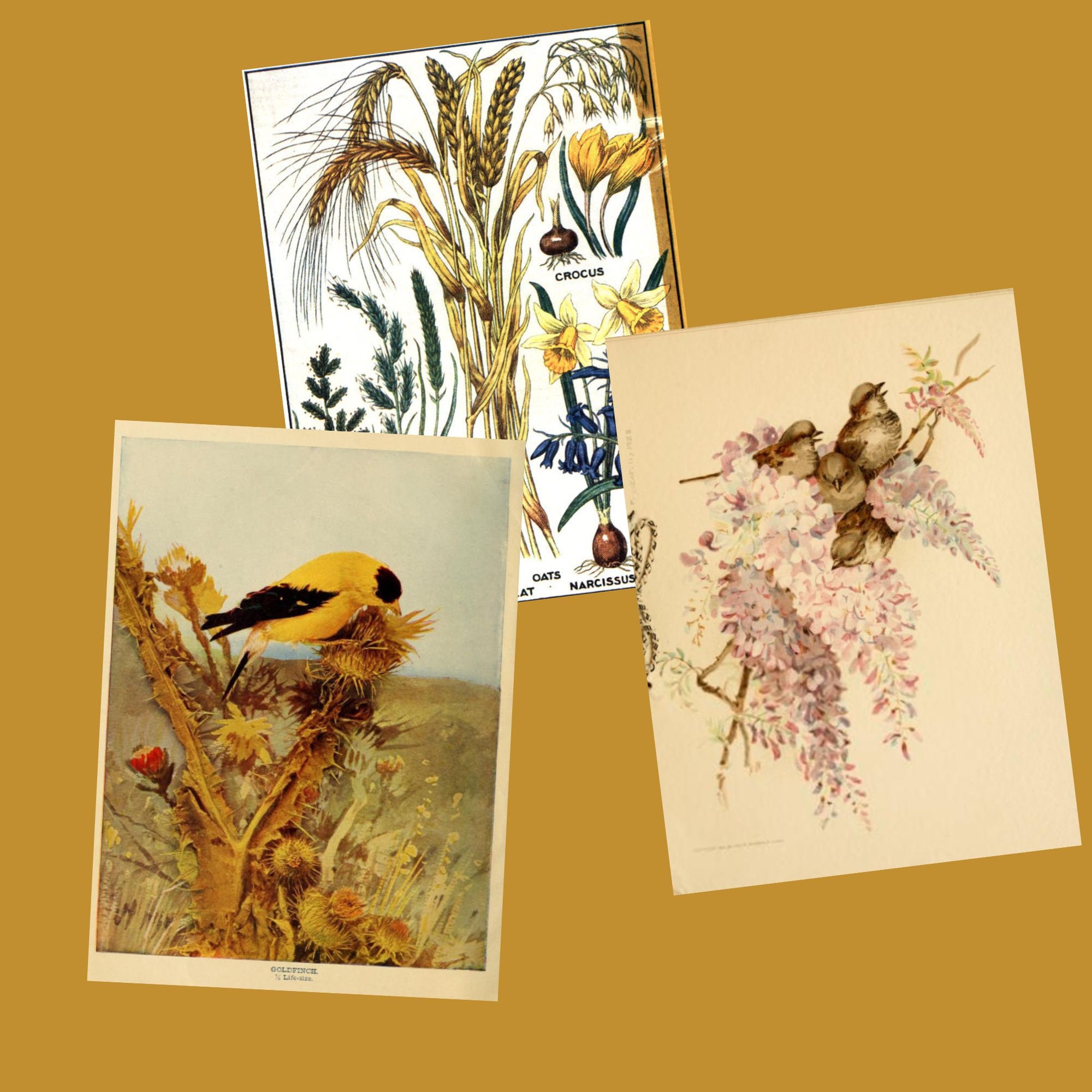 Vintage Spring Illustrations From 1800s Birds Flowers Butterflies 2 ...