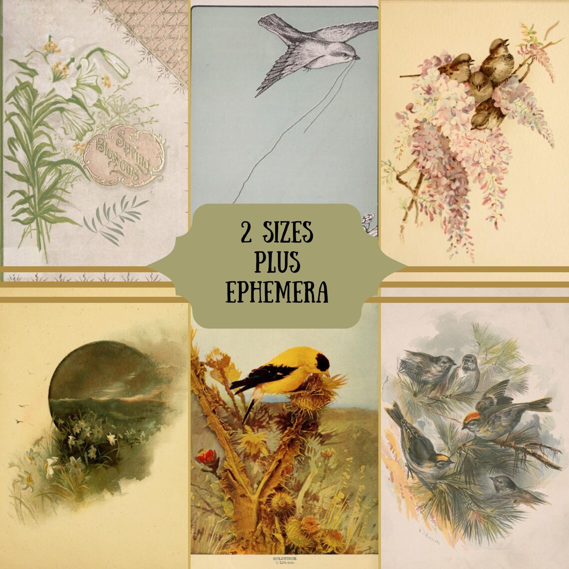 Vintage Spring Illustrations From 1800s Birds Flowers Butterflies 2 ...