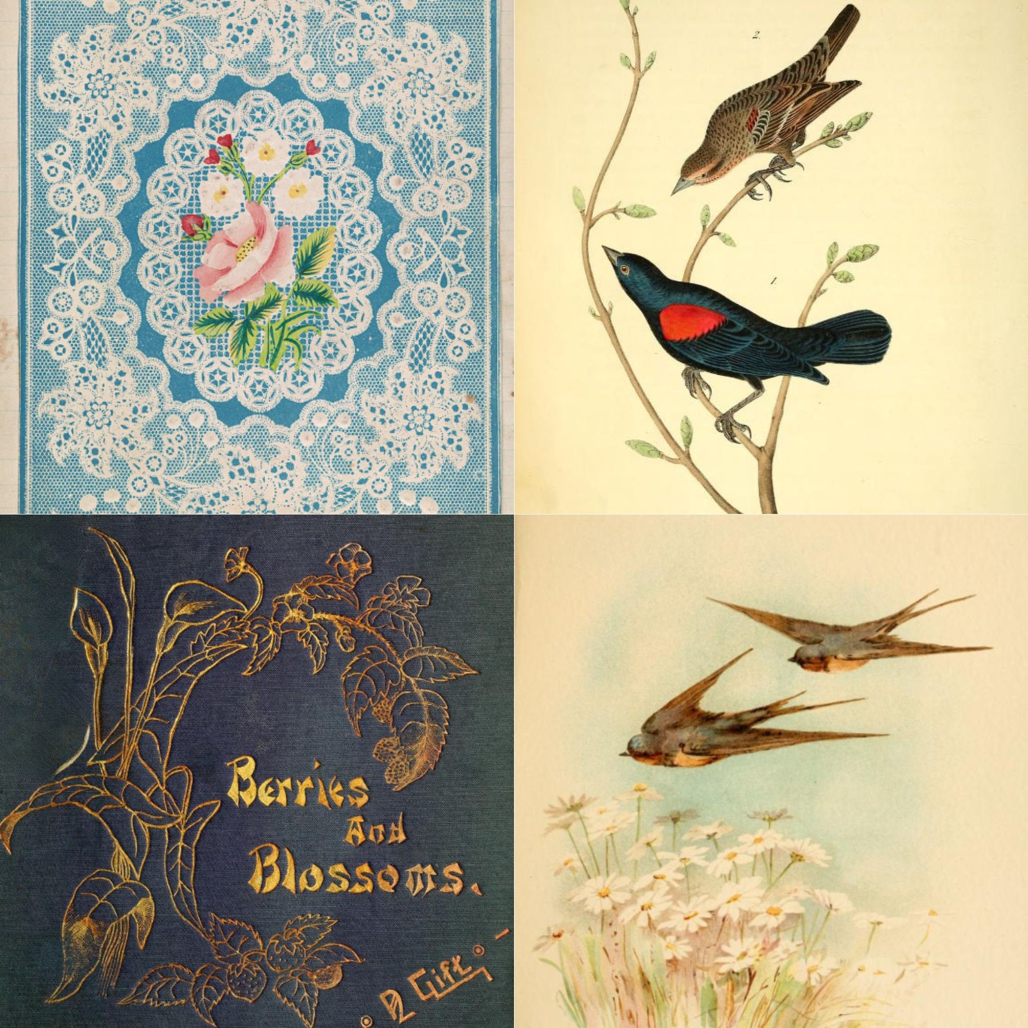 Vintage Spring Illustrations From 1800s Birds Flowers Butterflies 2 ...