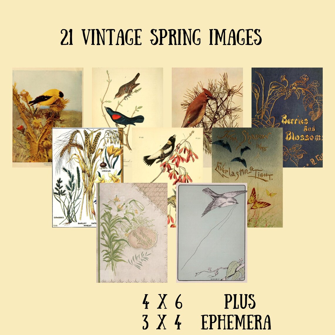 Vintage Spring Illustrations From 1800s Birds Flowers Butterflies 2 ...