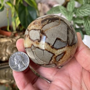 Septarian Dragon Nodule Sphere Dragon Stone Sphere Crystal Turtle Stone ...