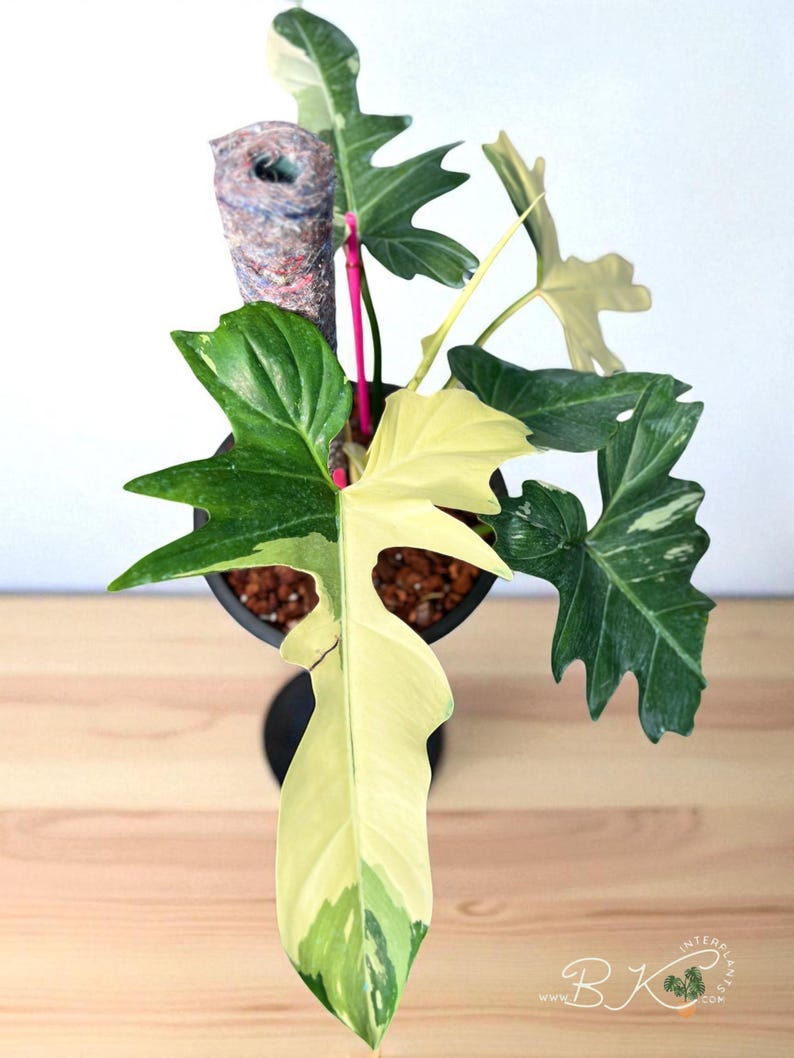 Variegated Dragon Tail Philodendron: Rare Tropical Aroid Houseplant - Etsy