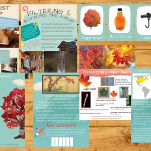 Maple Syrup Making Unit Study 25 Page Digital Printable Plus an MP4 ...