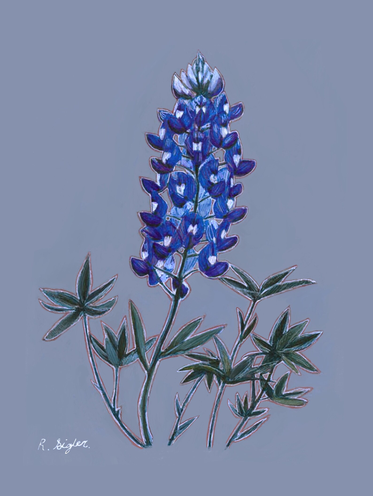 Bluebonnet - 4x6 Print - Botanical Decor - Floral Wall Art - Etsy