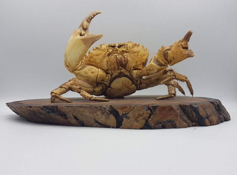 An Impressive Mud Crab for All Your Taxidermy Projects. Real Taxidermy ...
