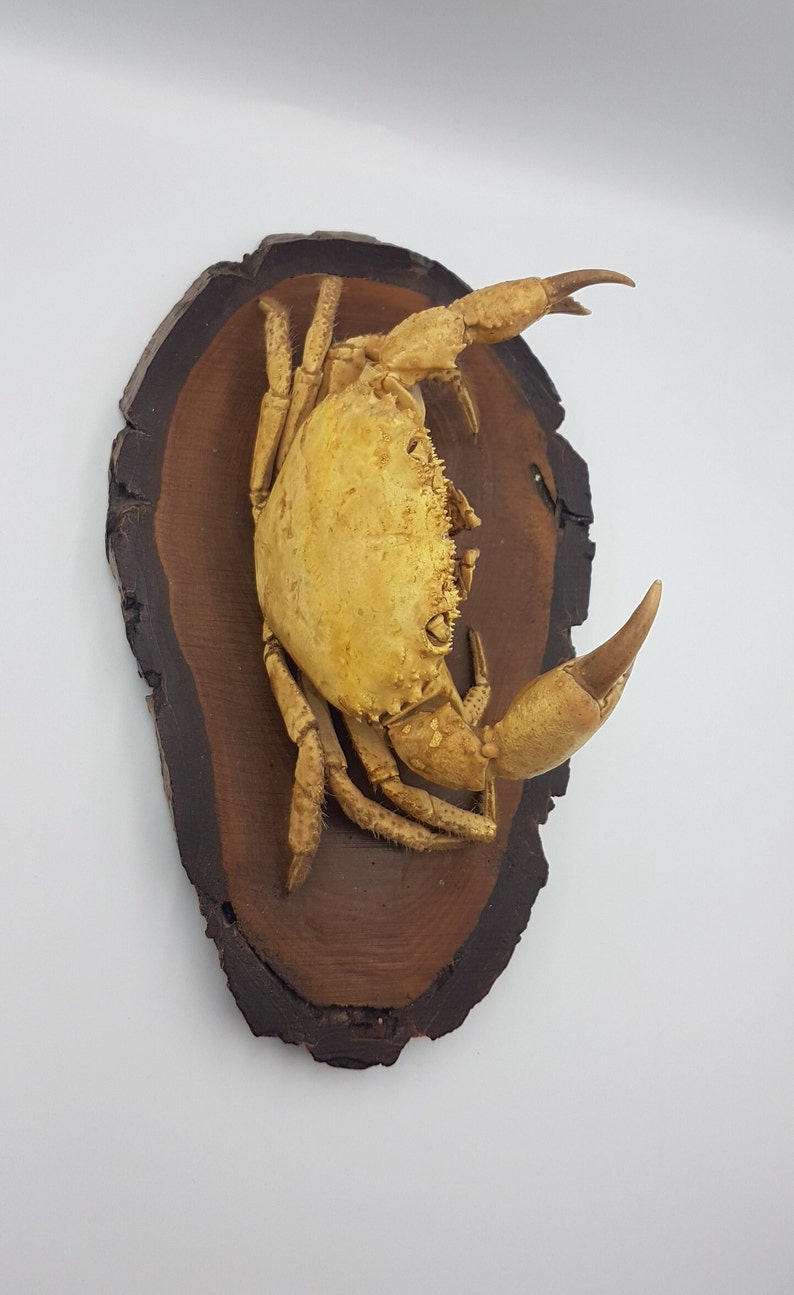 An Impressive Mud Crab for All Your Taxidermy Projects. Real Taxidermy ...
