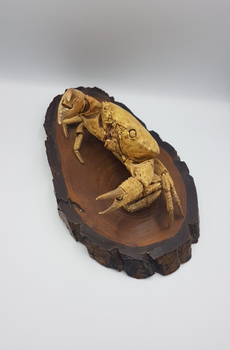 An Impressive Mud Crab for All Your Taxidermy Projects. Real Taxidermy ...