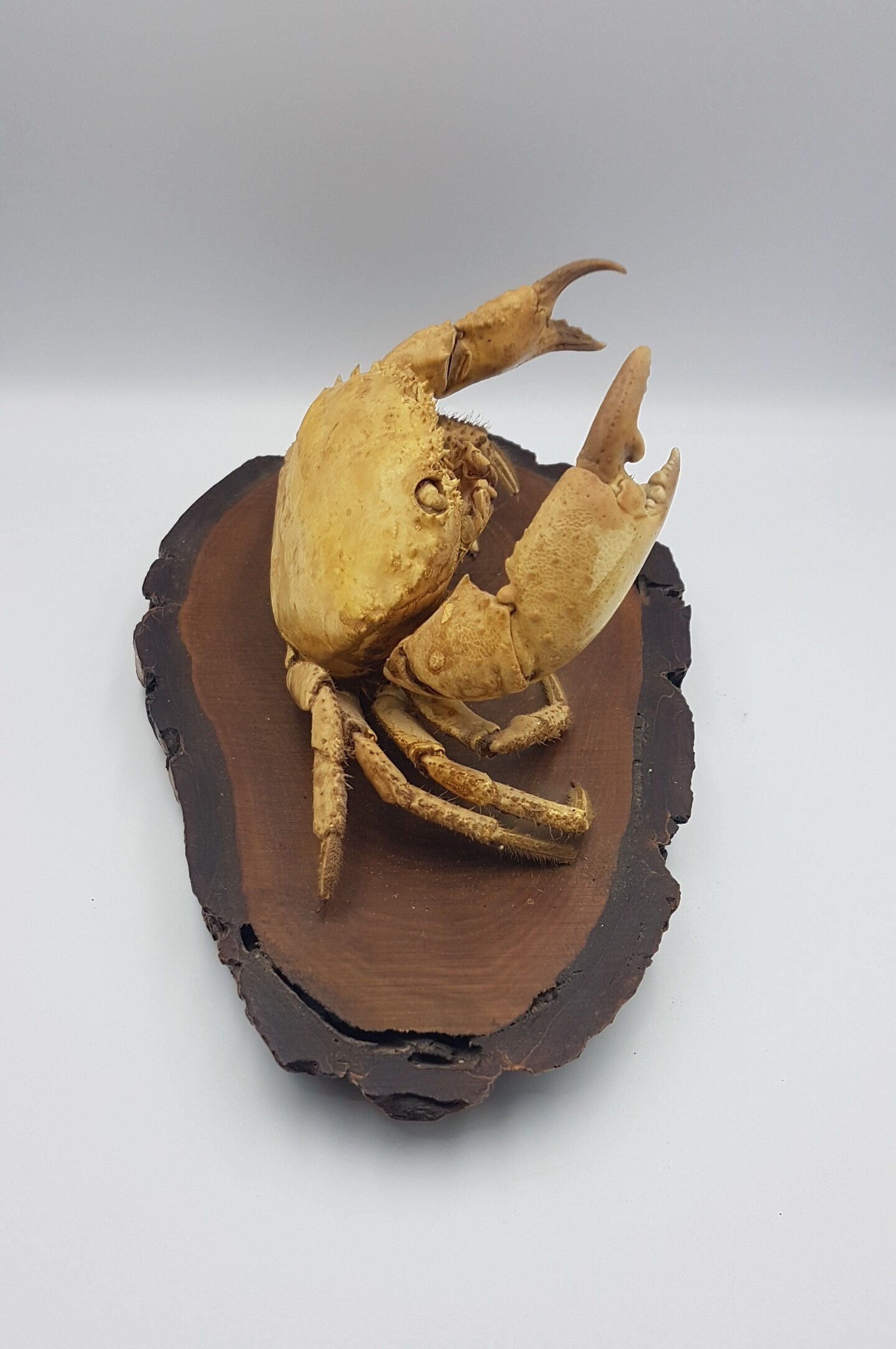 An Impressive Mud Crab for All Your Taxidermy Projects. Real Taxidermy ...