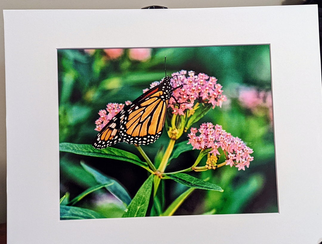 Monarch Butterfly - Etsy