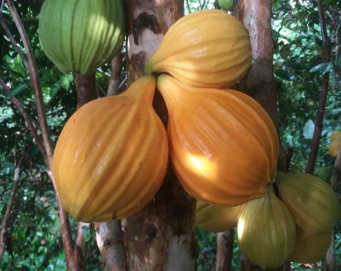 Giant Mulchi (plinia Inflata) - 1 SEED - EXTREMELY RARE!!! - Etsy
