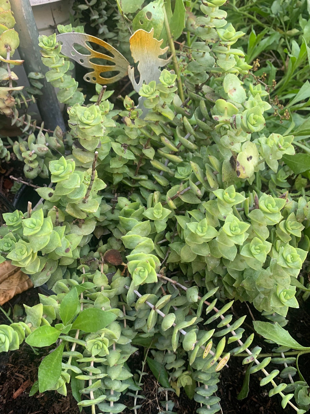 String of Button Plant (crassula Perforata) Cuttings - Etsy