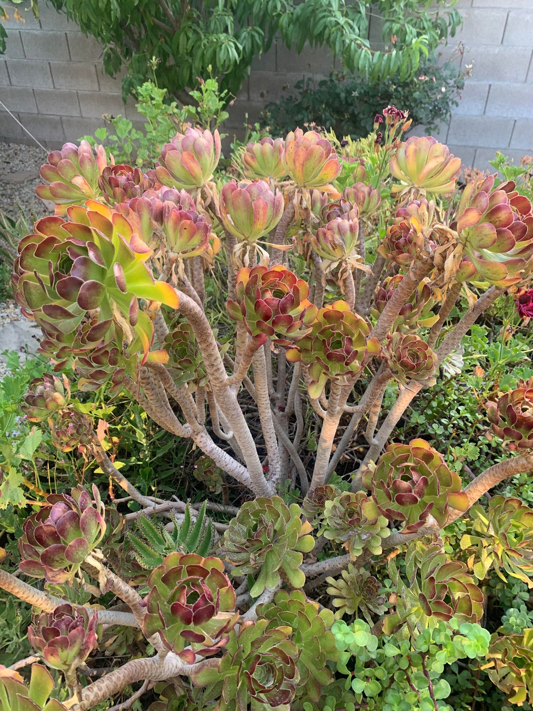 Estacas suculentas de rosa negra de Aeonium (Aeonium Arboreum Zwartkop ...