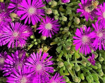25 Table Mountain ICE PLANT Magenta Fuchsia Delosperma Cooperi - Etsy