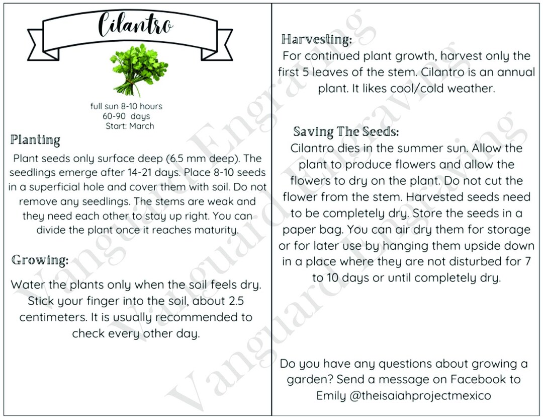 Cilantro Growing Guide | Seed Starting Guide | Gardening Growing Guide ...
