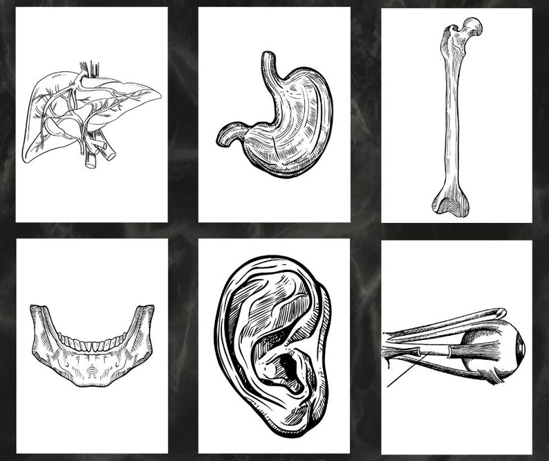 Anatomy Coloring Book, Adult Colouring Pages, Instant Download, Digital ...