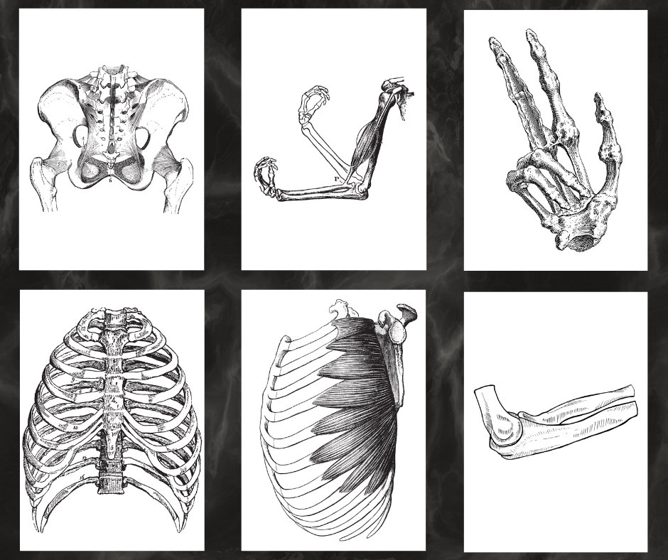 Anatomy Human Bones Colouring Book Adult Colouring Pages - Etsy
