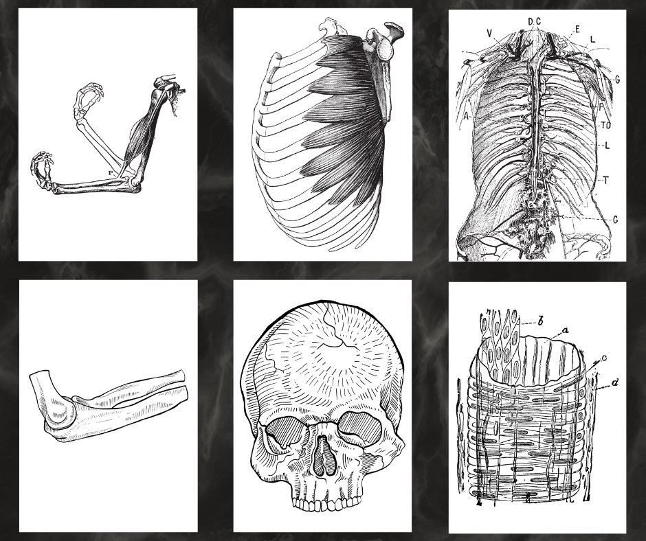 Anatomy Coloring Book, Adult Colouring Pages, Instant Download, Digital ...