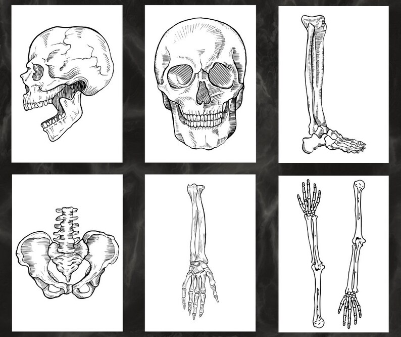 Anatomy Human Bones Colouring Book, Adult Colouring Pages, Halloween ...