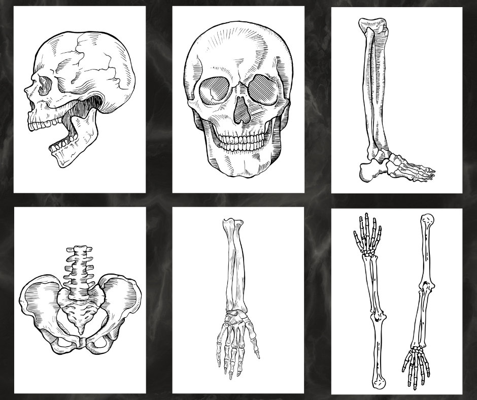 Anatomy Human Bones Colouring Book Adult Colouring Pages - Etsy