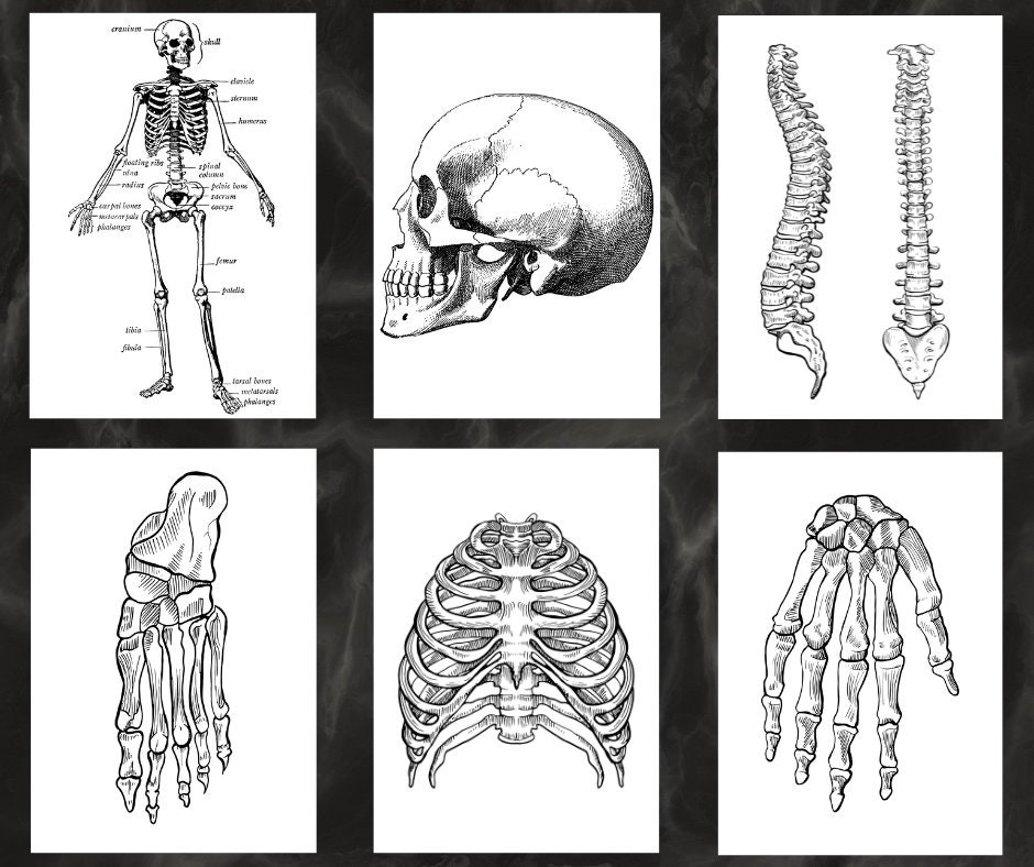 Anatomy Human Bones Colouring Book Adult Colouring Pages - Etsy