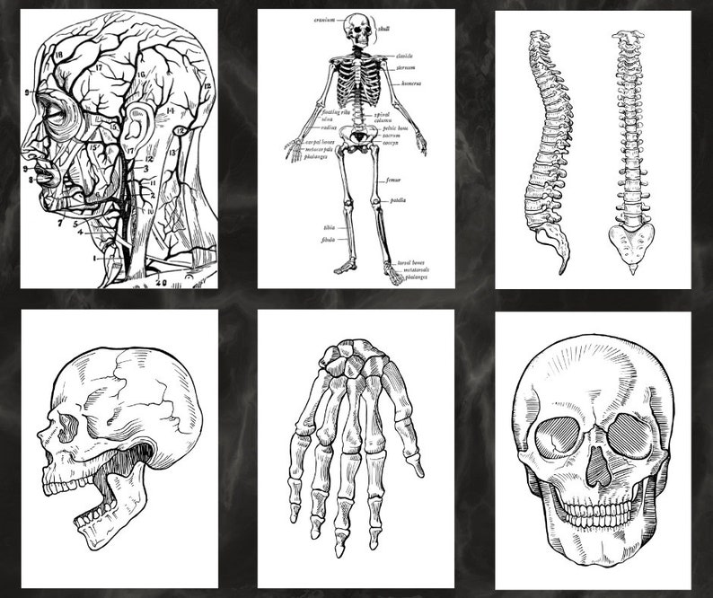 Anatomy Coloring Book, Adult Colouring Pages, Instant Download, Digital ...