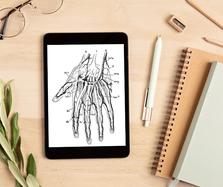 Anatomy Human Bones Colouring Book Adult Colouring Pages - Etsy