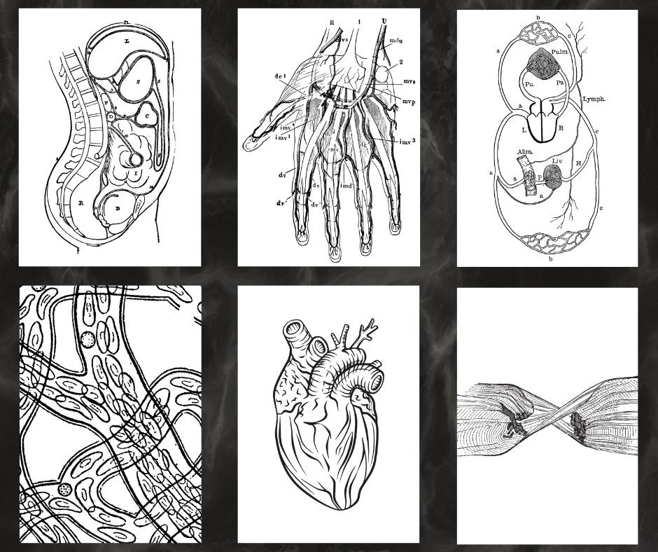 Anatomy Coloring Book, Adult Colouring Pages, Instant Download, Digital ...