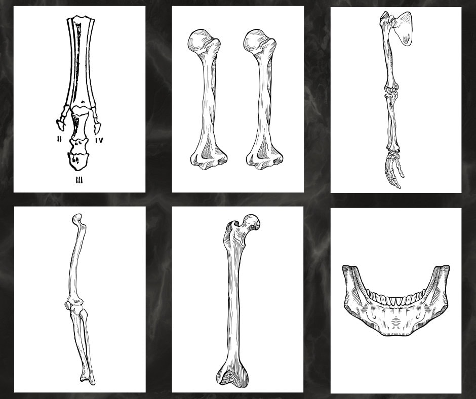 Anatomy Human Bones Colouring Book Adult Colouring Pages - Etsy