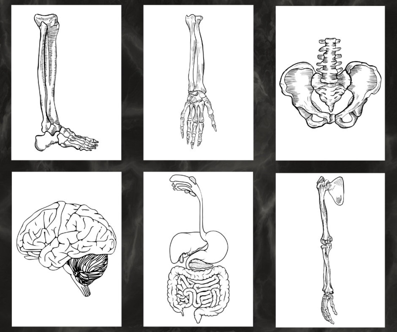 Anatomy Coloring Book, Adult Colouring Pages, Instant Download, Digital ...