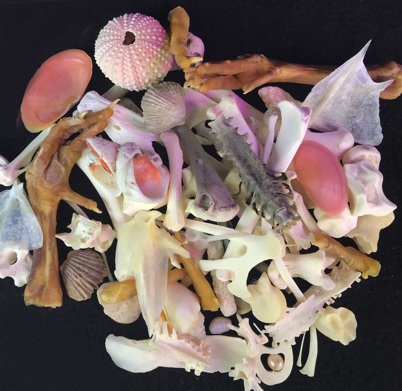 Bone Throwing Set With Guide Divination Mystery Box - Etsy