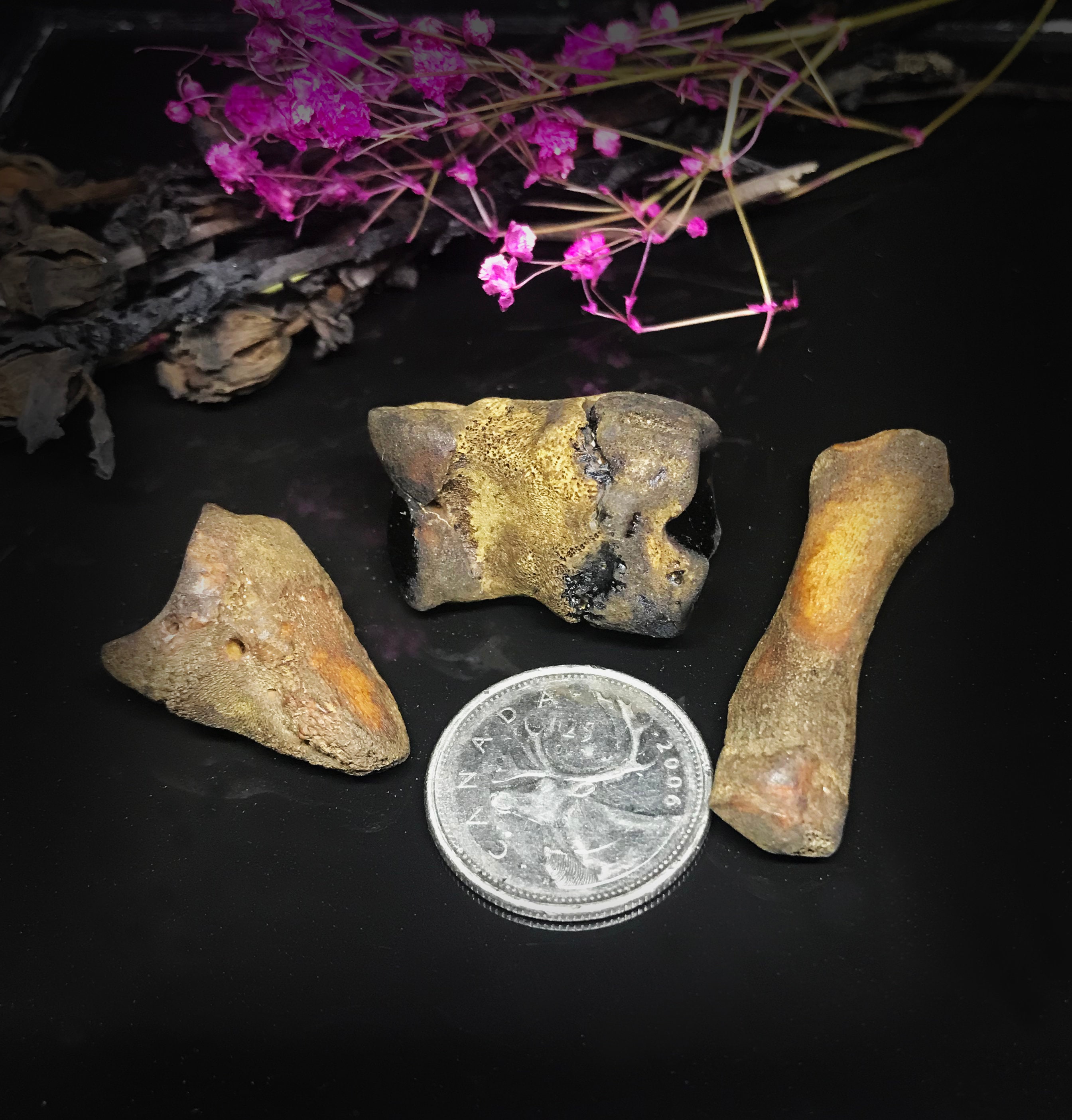Weird Aged Knuckle Bone Set for Divination Throwing Bones Set Bones for ...