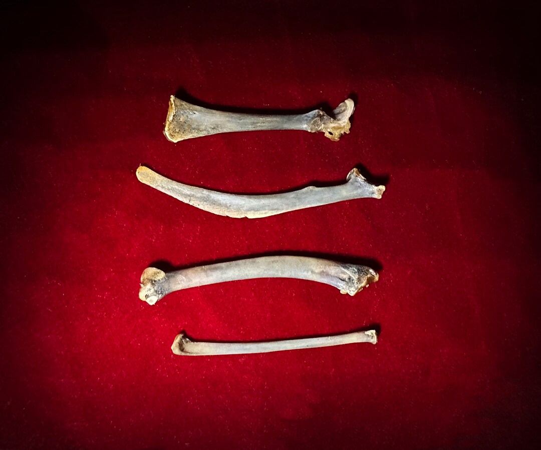Rare Black Rooster Small Bones Set for Divination, Oddities Curiosities ...