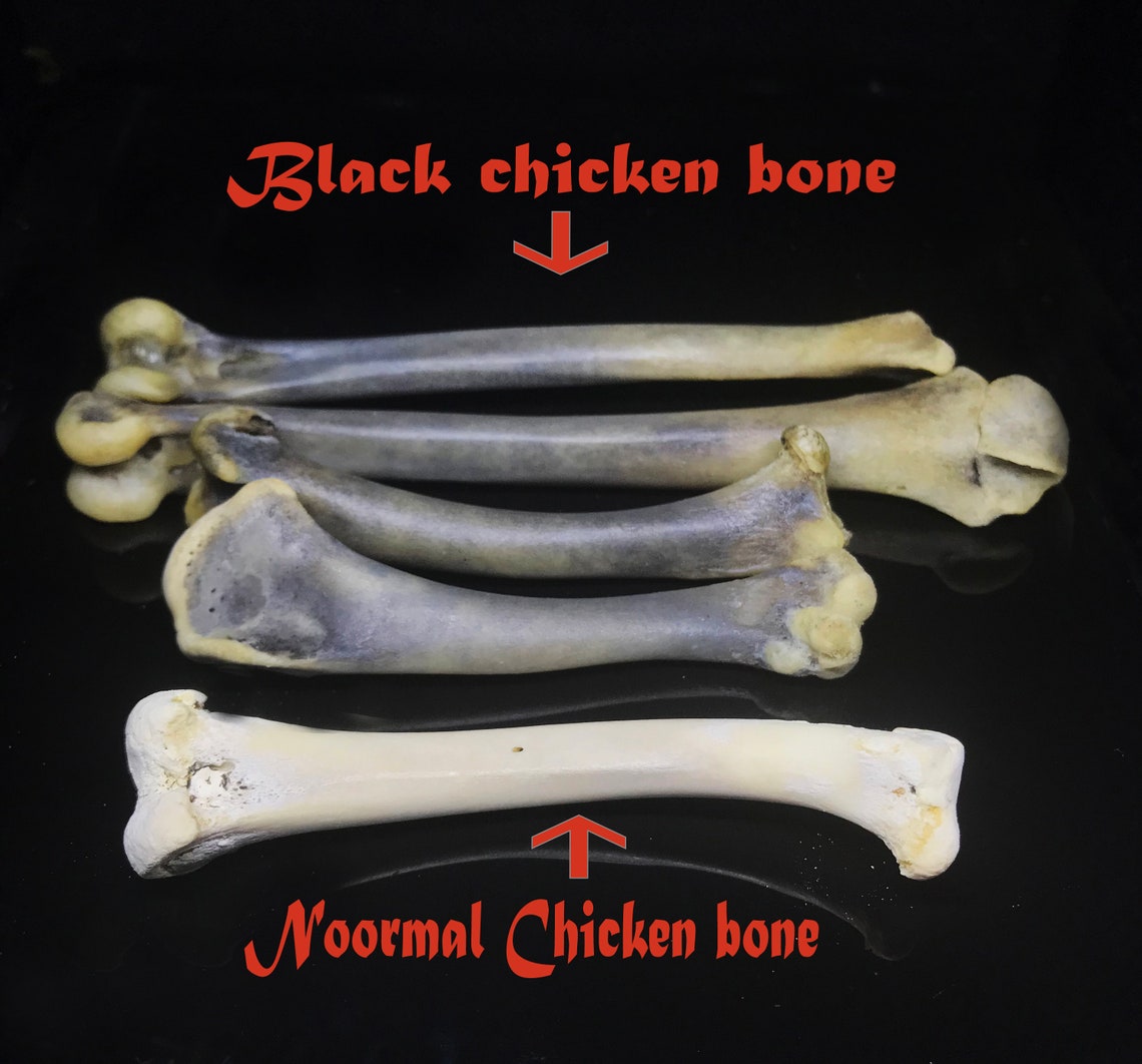 Rare Black Rooster Bone Set for Divination Throwing Bones Bones for ...