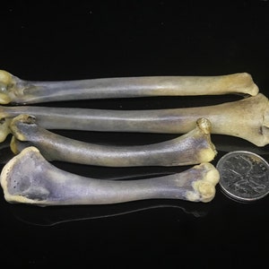 Rare! Black Rooster Bone Set for Divination - Throwing Bones - Bones ...