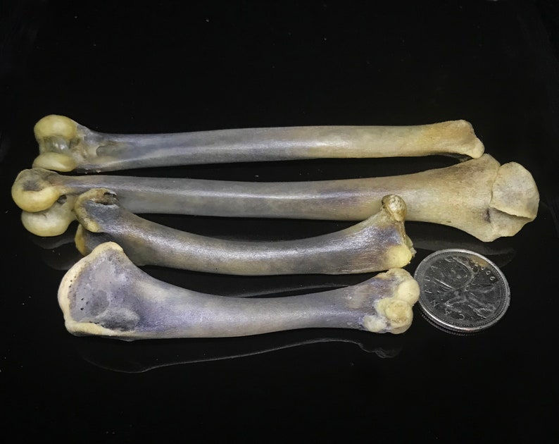 Rare! Black Rooster Bone Set for Divination - Throwing Bones - Bones ...