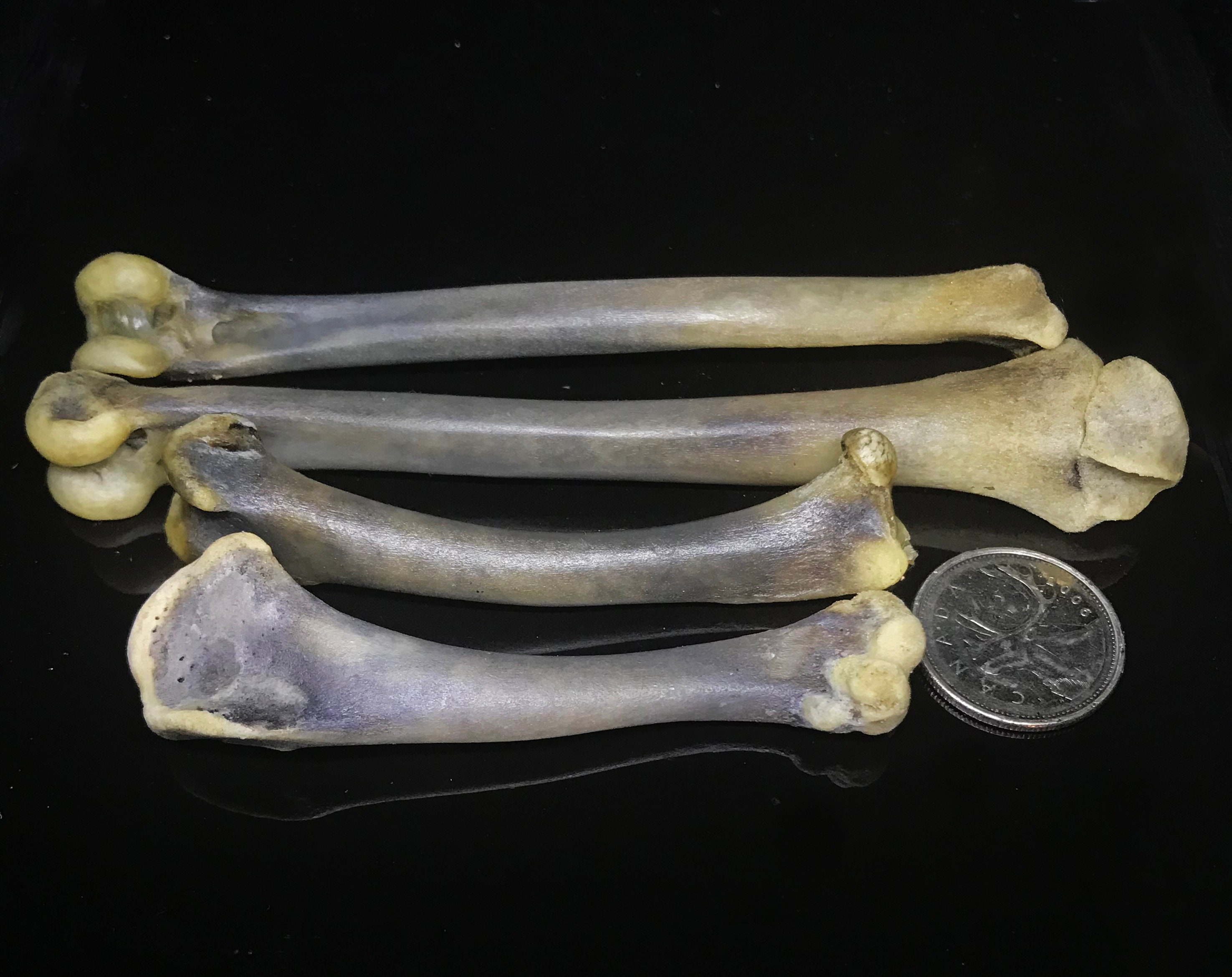 Rare! Black Rooster Bone Set for Divination - Throwing Bones - Bones ...