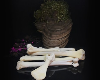 Rare! Black Rooster Bone Set for Divination - Throwing Bones - Bones ...