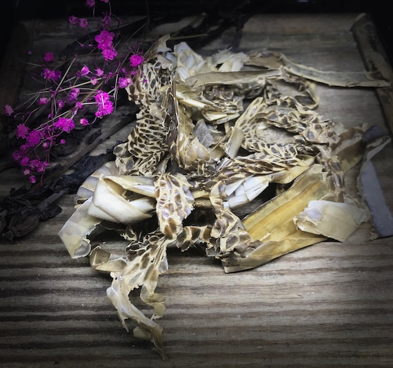 Rare Cobra Skin Shed Perfect for the Protection and - Etsy