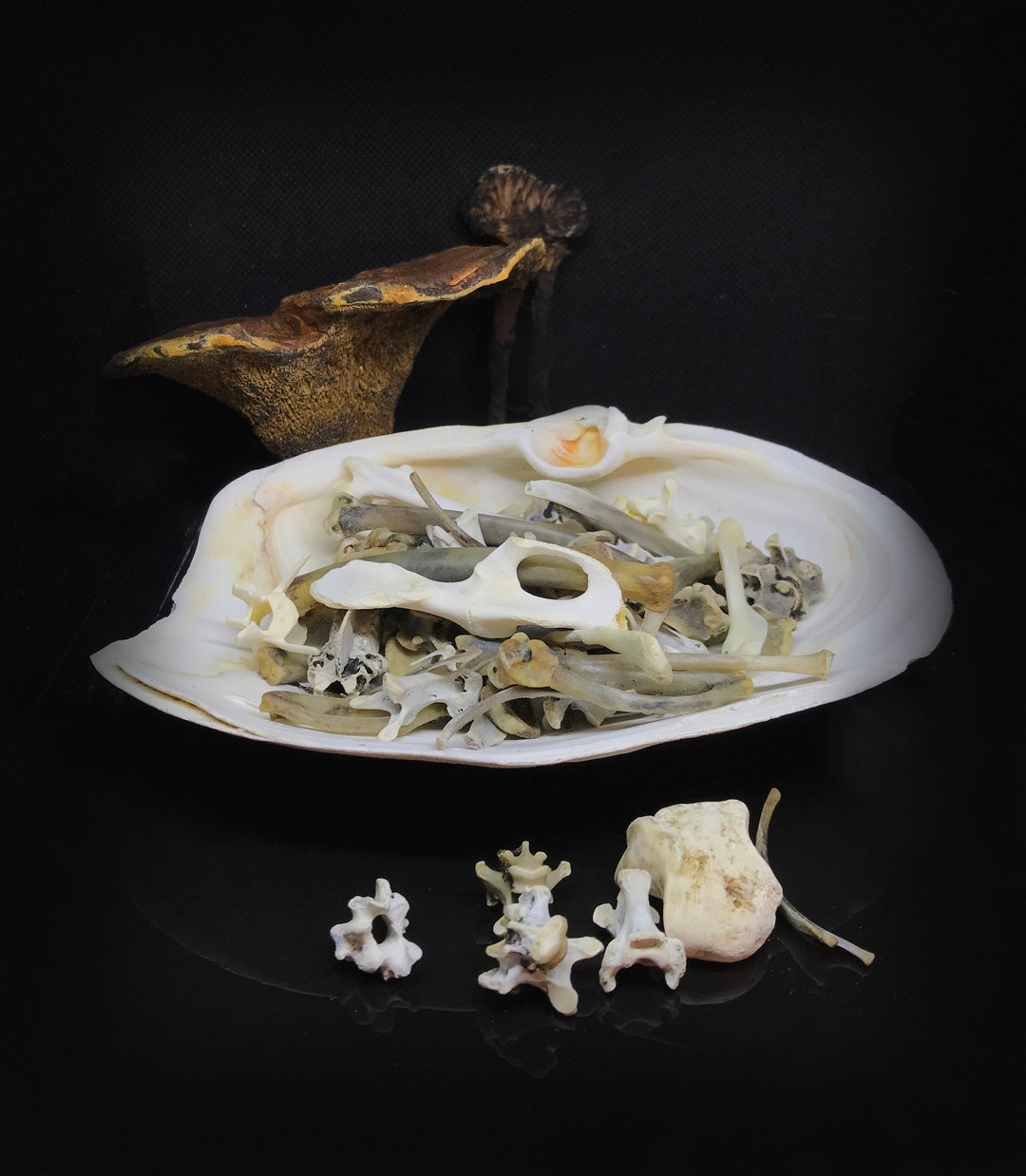 Bag of Bones Witchcraft Supply | Oddities and Curiosities | Miniature ...
