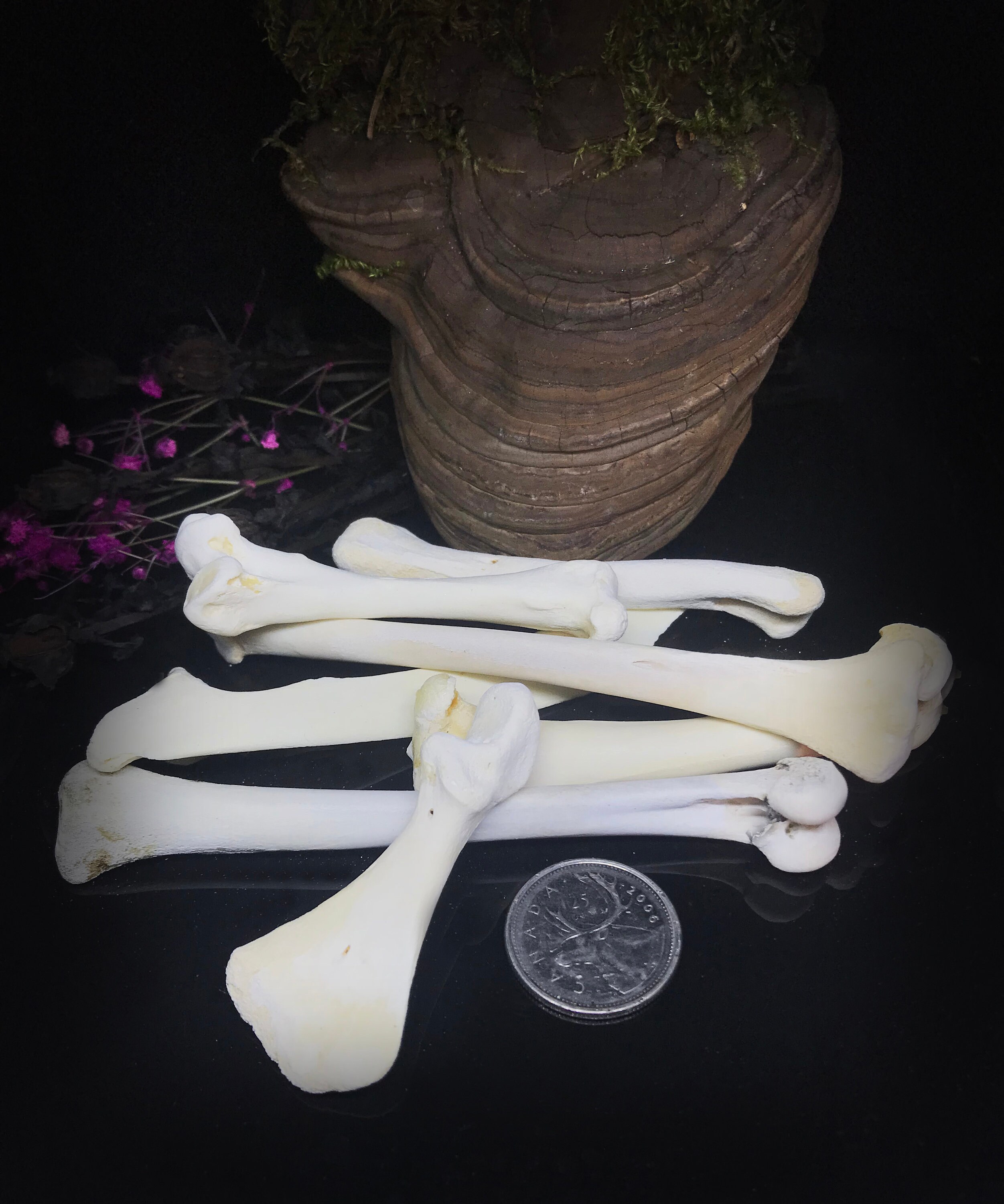 Large Bones Set for Divination Throwing Bones Set Bones - Etsy