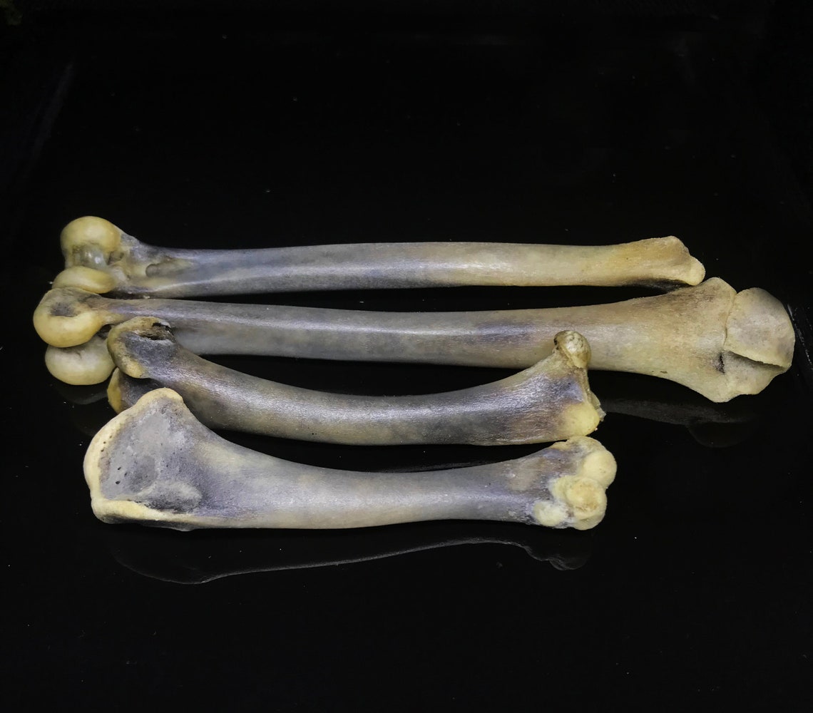 Rare! Black Rooster Bone Set for Divination - Throwing Bones - Bones ...