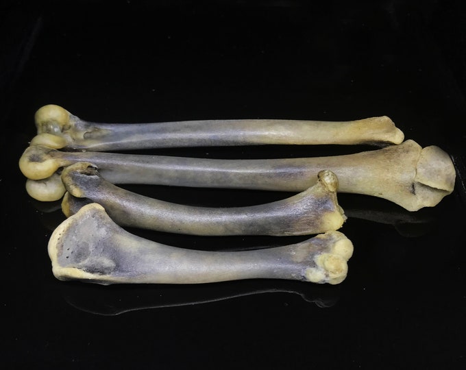 Rare Black Rooster Bone Set for Divination Throwing Bones - Etsy